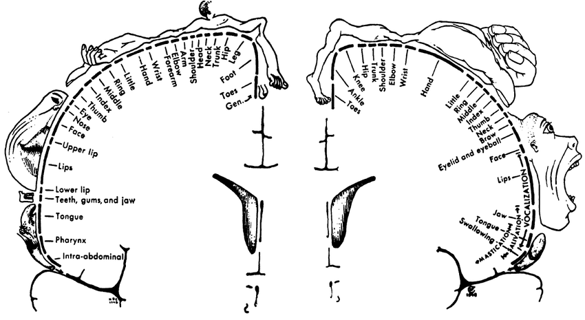 ‘homunculus’: a counter argument to embodied practice (theory ...